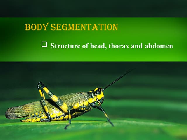 INSECT ABDOMEN:IT’S SEGMENTATION AND APPENDAGES,STRUCTURE,FUNCTION AND ...