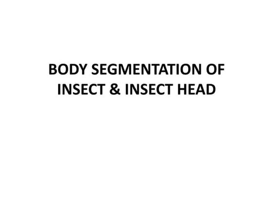 Circulatory system of insects | PPTX