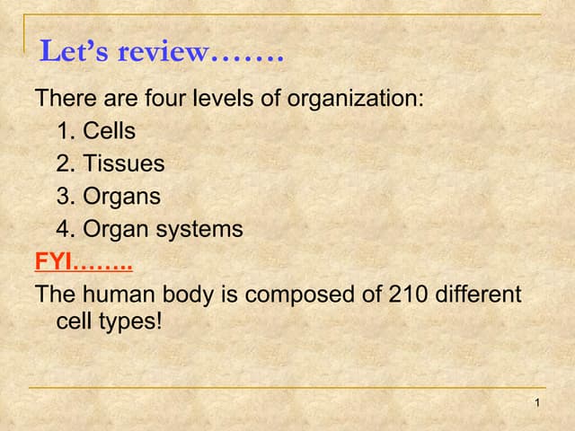 Human Body System and Their Function with a Labelled Diagram. | PPTX