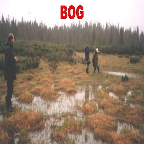 Bog | PPT