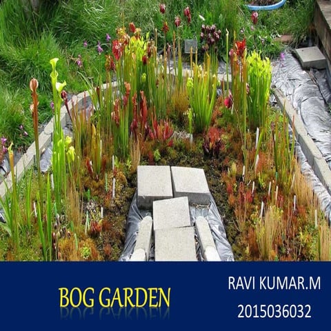 List of climbers, shrubs and creepers | PPTX