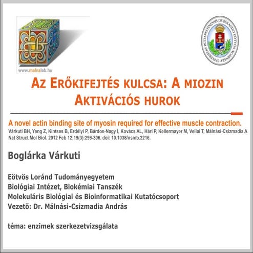 Várkuti Boglárka: Az erőkifejtés kulcsa: a miozin aktivációs húrok ...