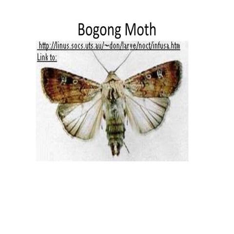 Bogong moth | PPTX