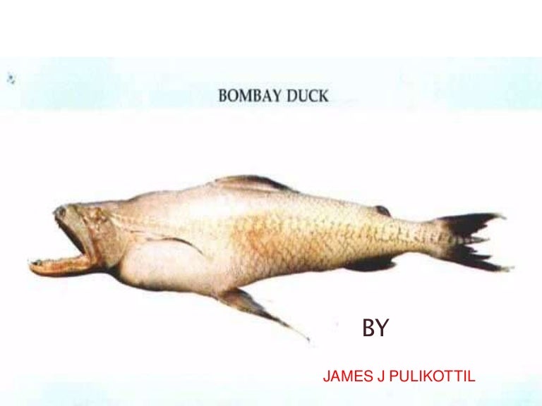 Bombay duck2