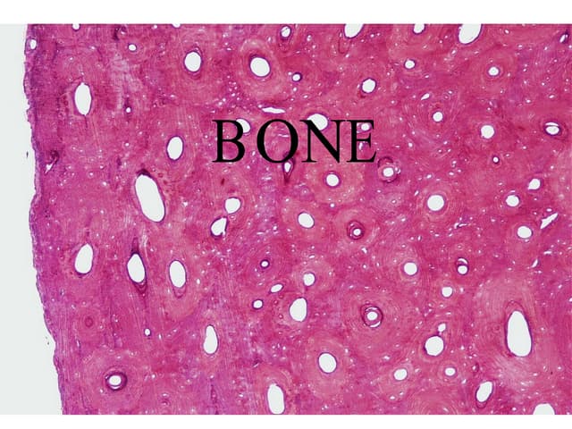 Anatomy and physiology of a bone ( orthopedics) | PPTX