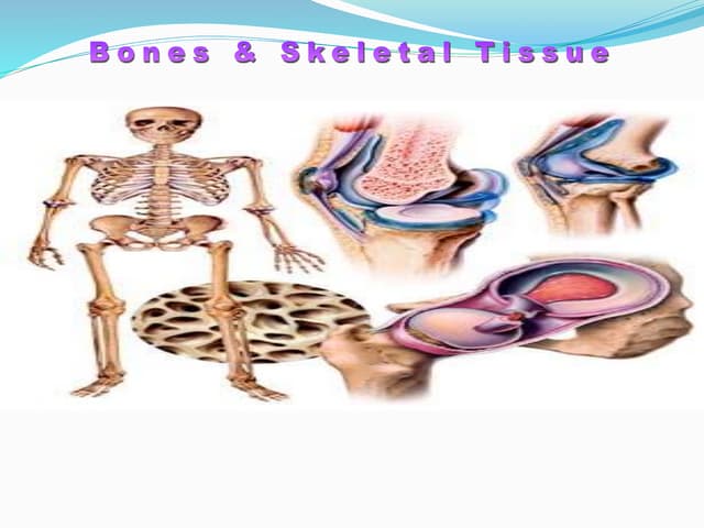Skeletal system powerpoint | PPT