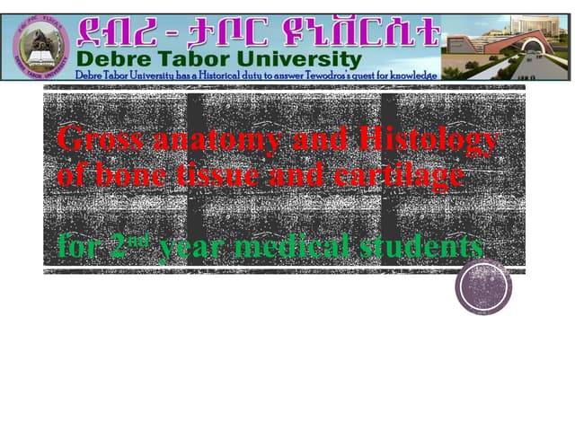 Histology Of Bone Pptx