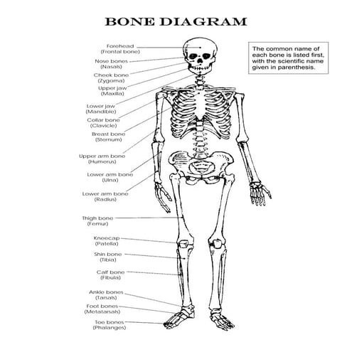 BoneDiagram.pdf it has all the bones you have ro remember | PDF