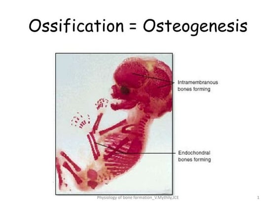 Ossification | PPT