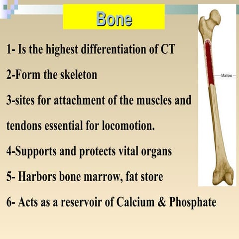 Bone lecture | PPT