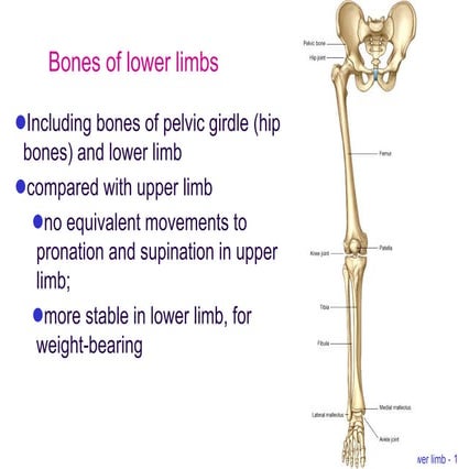 Bone_Limb_Lower.pdf