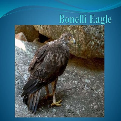 Bonelli eagle | PPTX