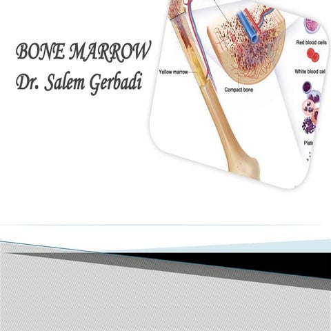 BONE MARROW1112.pptx 848 salem f gerbadi | PPTX