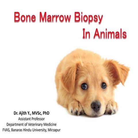 Bone marrow biopsy in animals Veterinary Diagnostics | PPTX