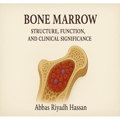 Bone Marrow Structure,Function,Clinical and Significance_pdf | PDF