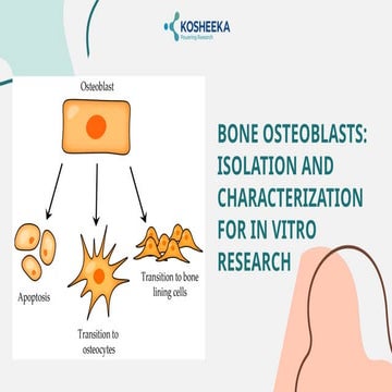 Bone Osteoblasts: Isolation and Characterization for In Vitro Research ...