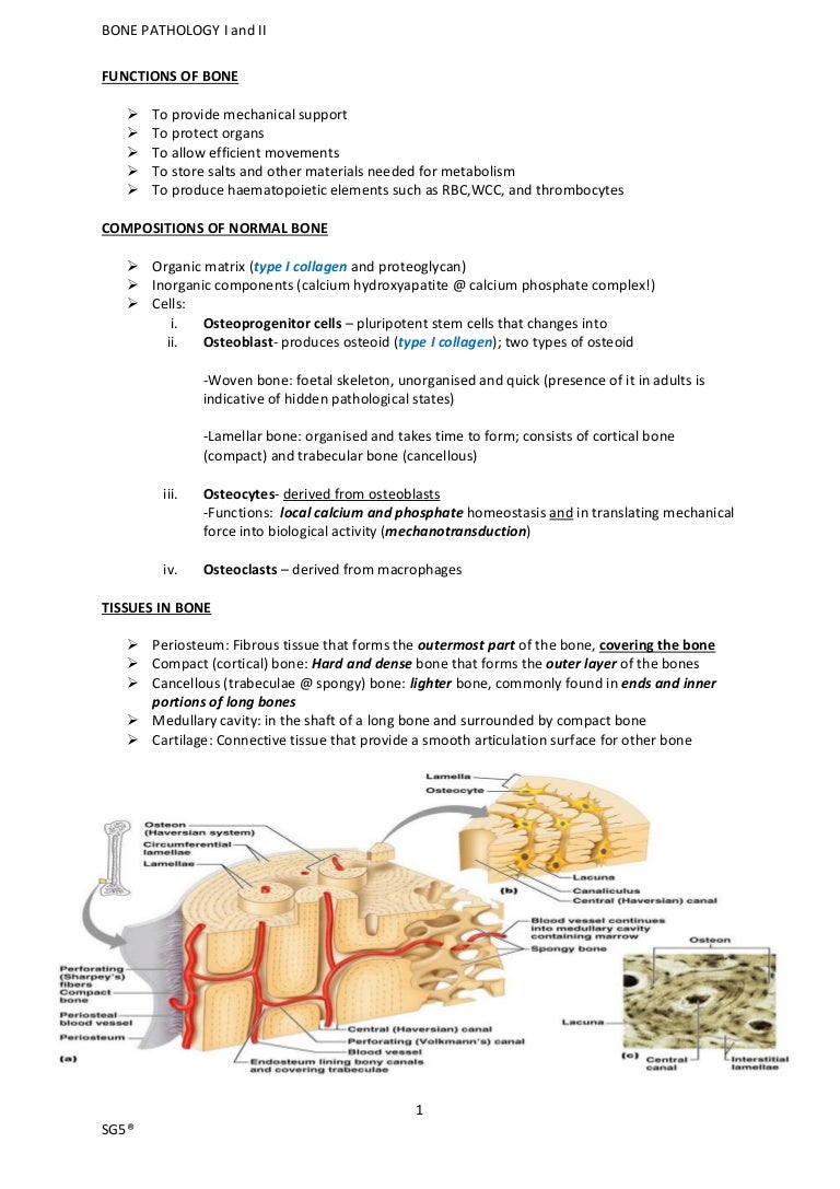 Bone pathology i and ii