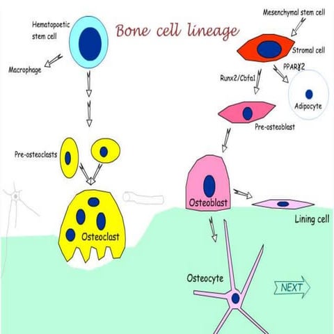 Bone physiology | PPTX | Bone and Joint Conditions | Diseases and ...