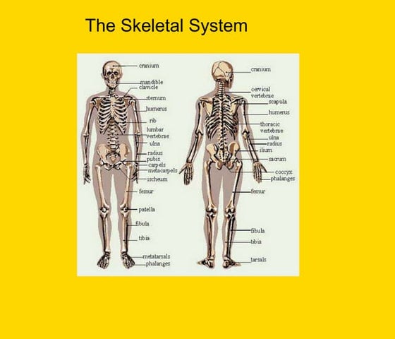 Skeletal System Ppt | PPT | Bone and Joint Conditions | Diseases and ...