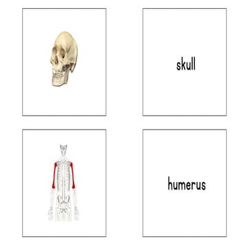 Bones | PPT