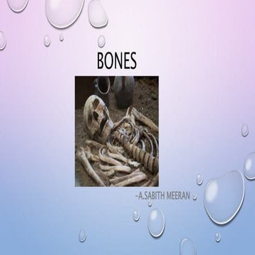 Bones | PPT