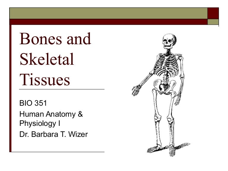 Bones and skeletal tissues 2014