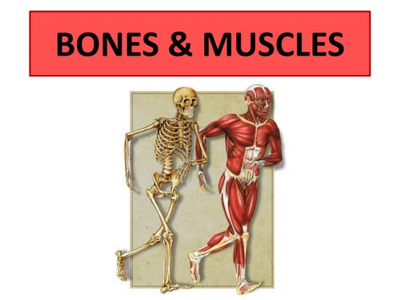 SKELETAL SYSTEM PP for Kids | PPT