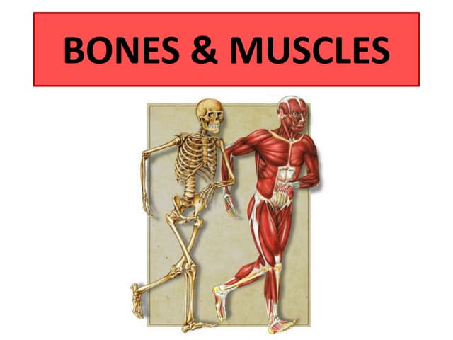 SCIENCE 4.BONES AND MUSCLES.pptx