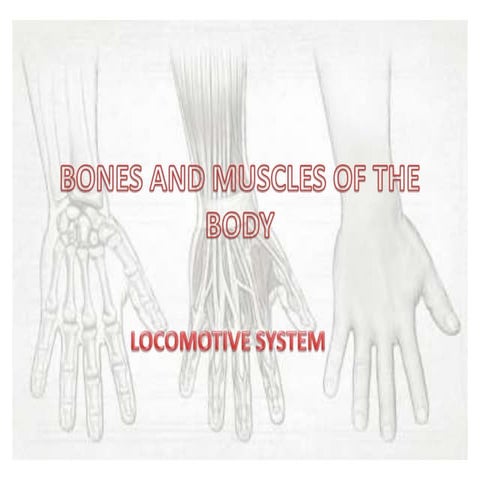 Bones and muscles of the body | PPTX