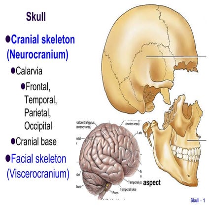 Bone_Skull.pdf