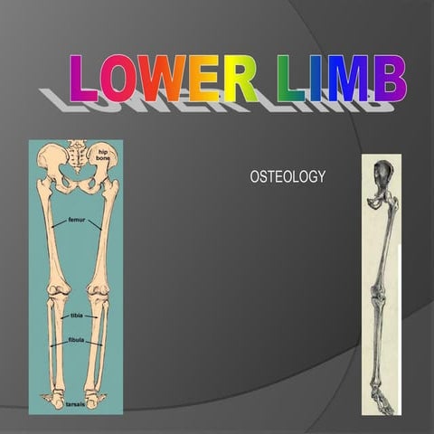 Lower limb complete | PPTX