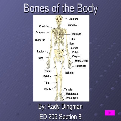 Bones Of The Body | PPT