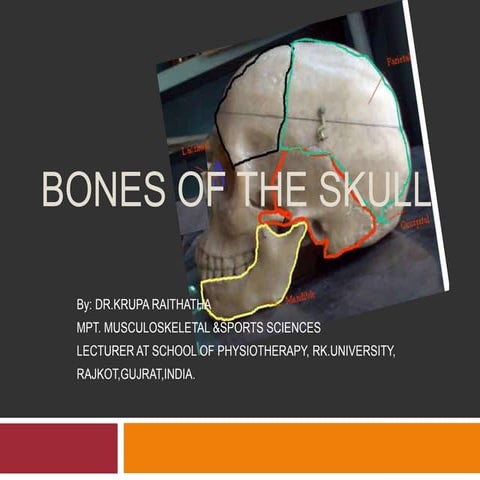 anatomy of human skull | PPTX