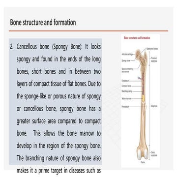 Bone structure and formation.pptx