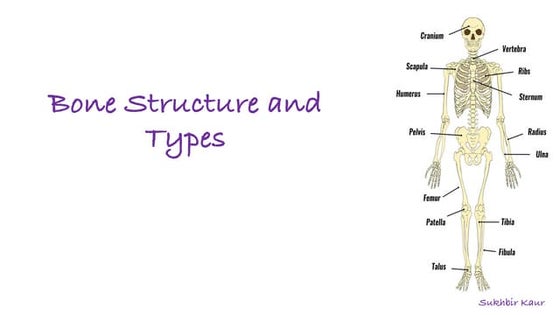 Classification of bones (anatomy) | PPT | Death, Injury, or Military ...