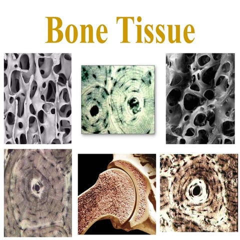 Bone tissue | PPT