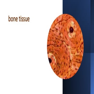 bone tissue.pdf jaat hu NC mc yfhgrdfhjngvh | PDF