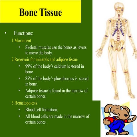 Histology of bone | PPTX
