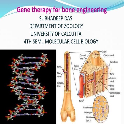 Gene therapy for bone engineering | PPTX
