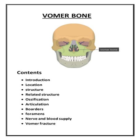 ANATOMY OF VOMER BONE | DOCX