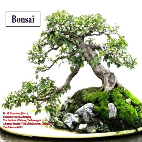 The World of Bonsai: Exploring Styles, Containers, Tools, and Ideal Plants for Timeless Living ...