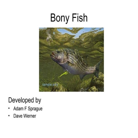 Bony fish | PPT