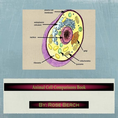 Animal Cell comparison book | KEY