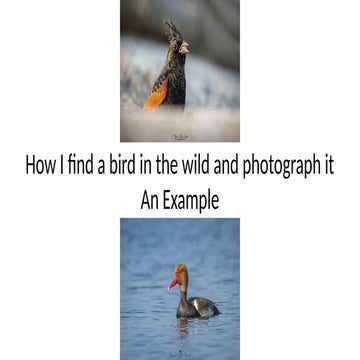To Identify and Photograph A Bird While Birding-An Example | PPSX