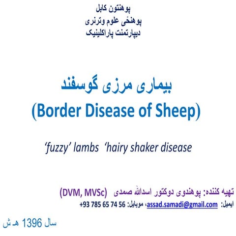 Border disease of sheep | PDF