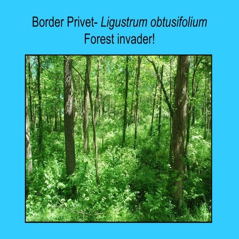Border Privet: Forest Invader! | PPT