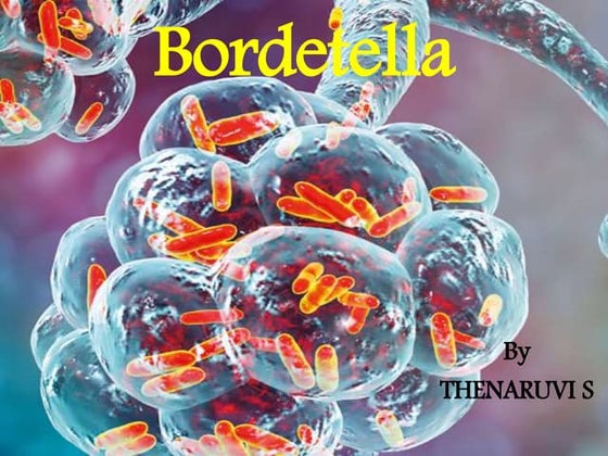 Bordetella | PPT | Lung and Respiratory Health | Diseases and Conditions
