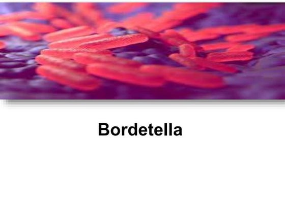 Bordetella | PPT | Lung and Respiratory Health | Diseases and Conditions