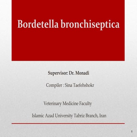 Bordetella mine | PPTX