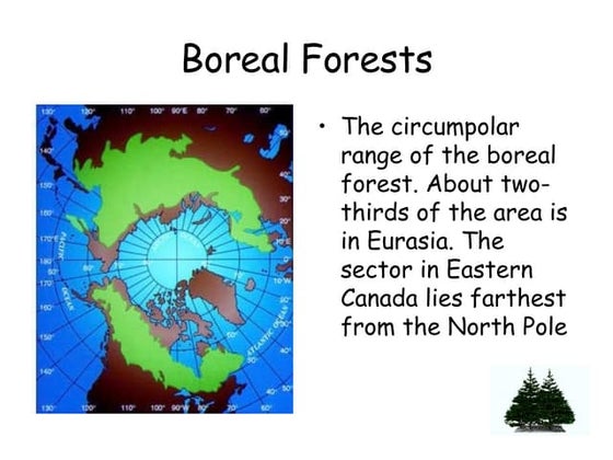 The boreal forest | PPT